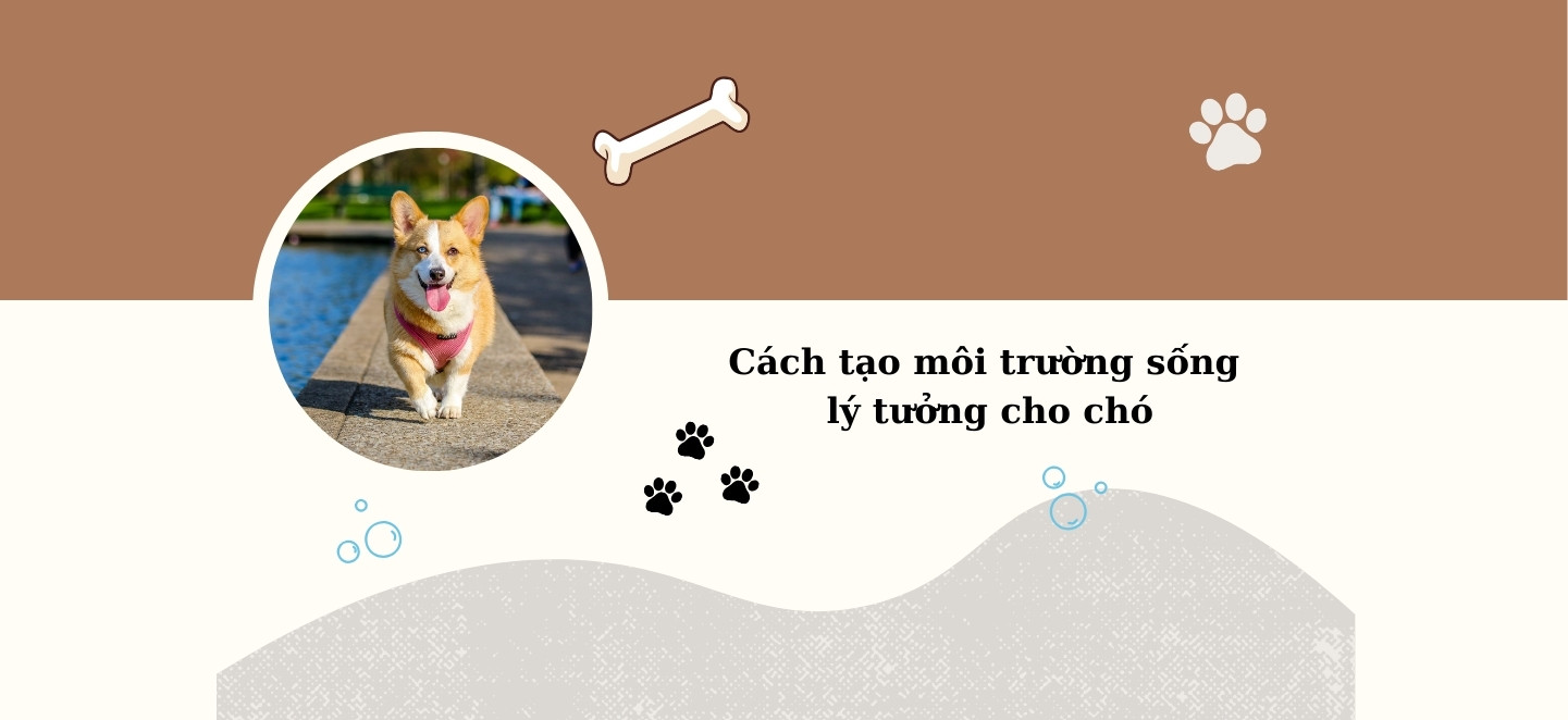 Cách tạo môi trường sống lý tưởng cho chó